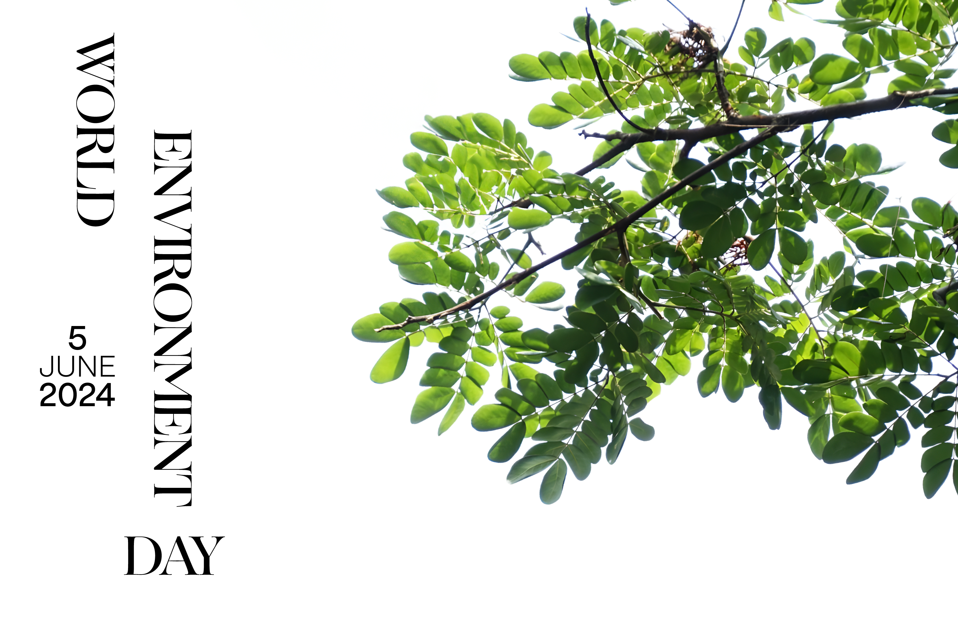 World Environment Day 2024 | Kōzōwood Industries — In Balance with Nature