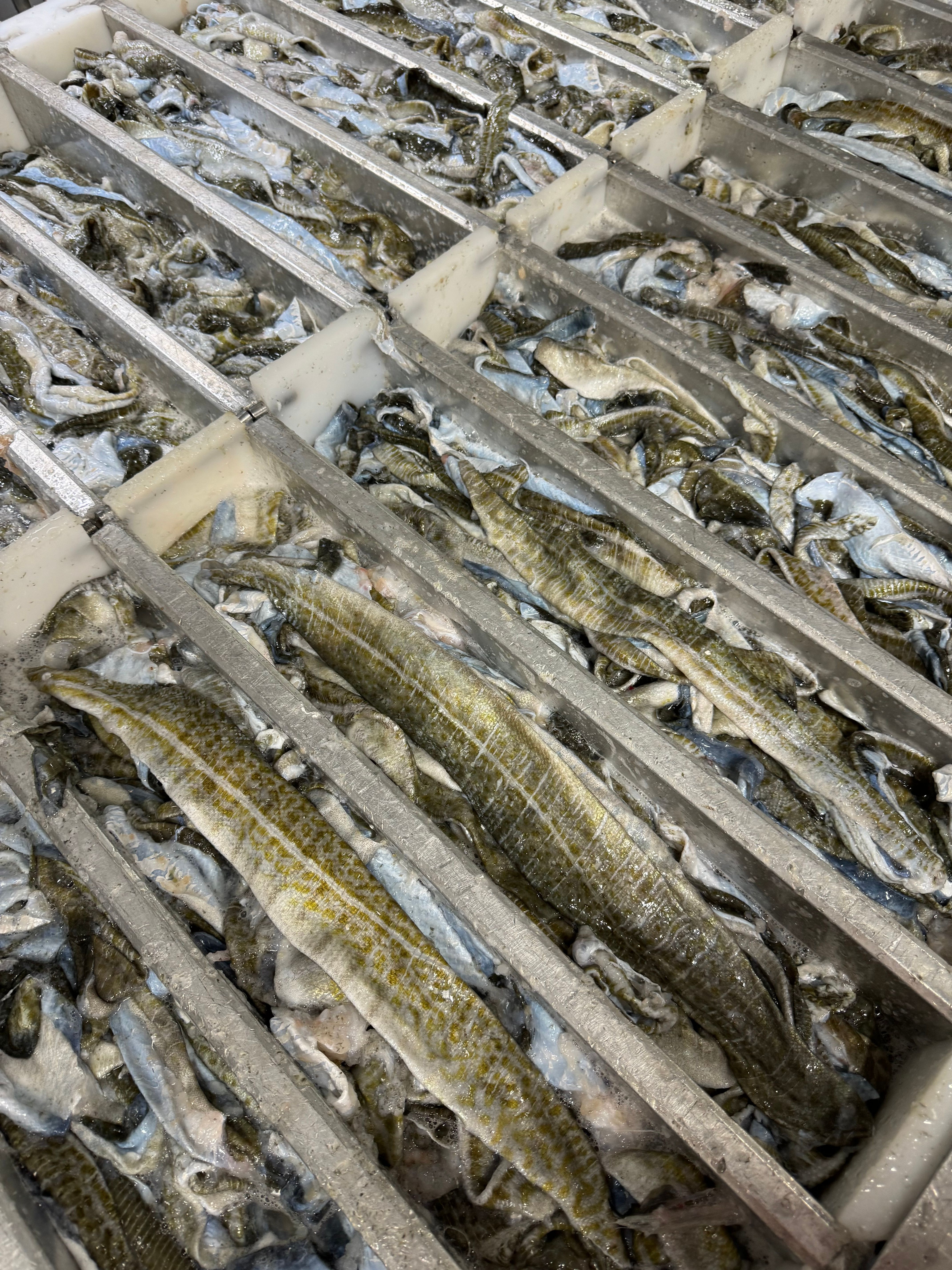 Fish skin from Cod, Saith and Haddock