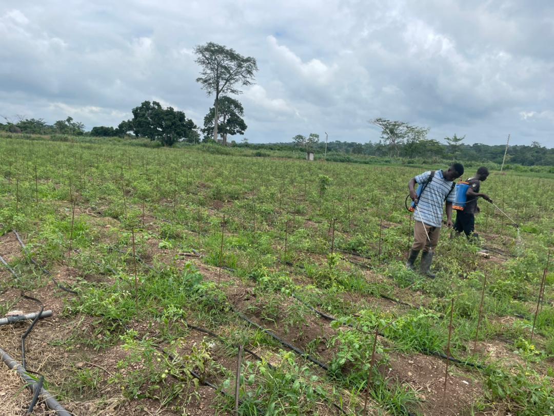 Lac Global Limited || Home