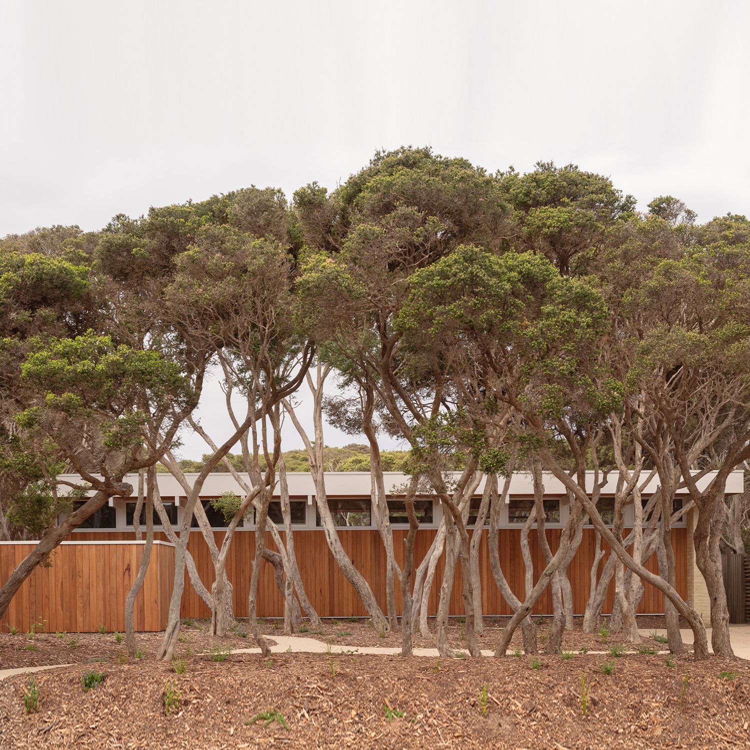 AO99 - House in Angelsea - Matt Goodman Architecture Office