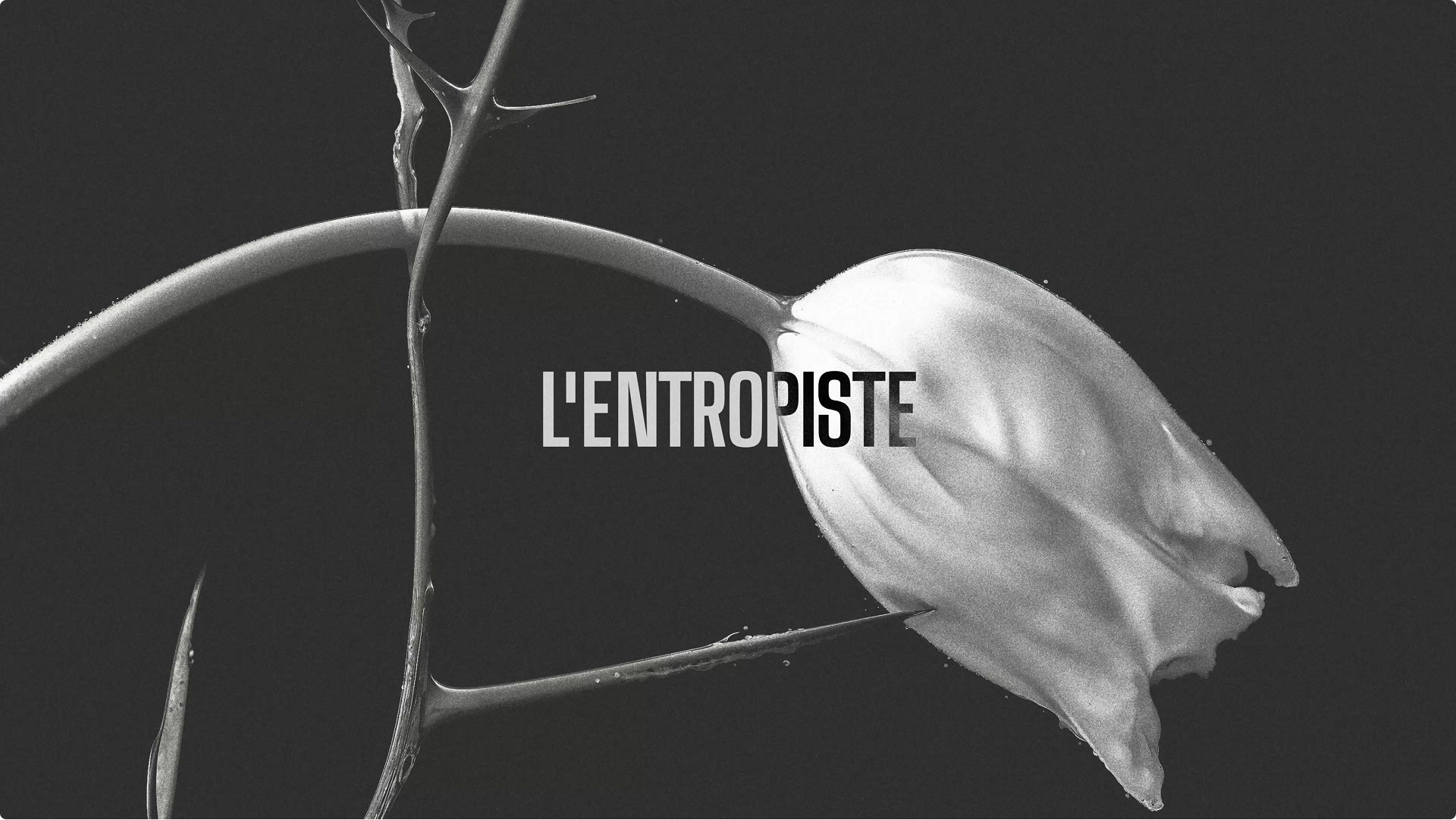 L'Entropiste | Justified Studio