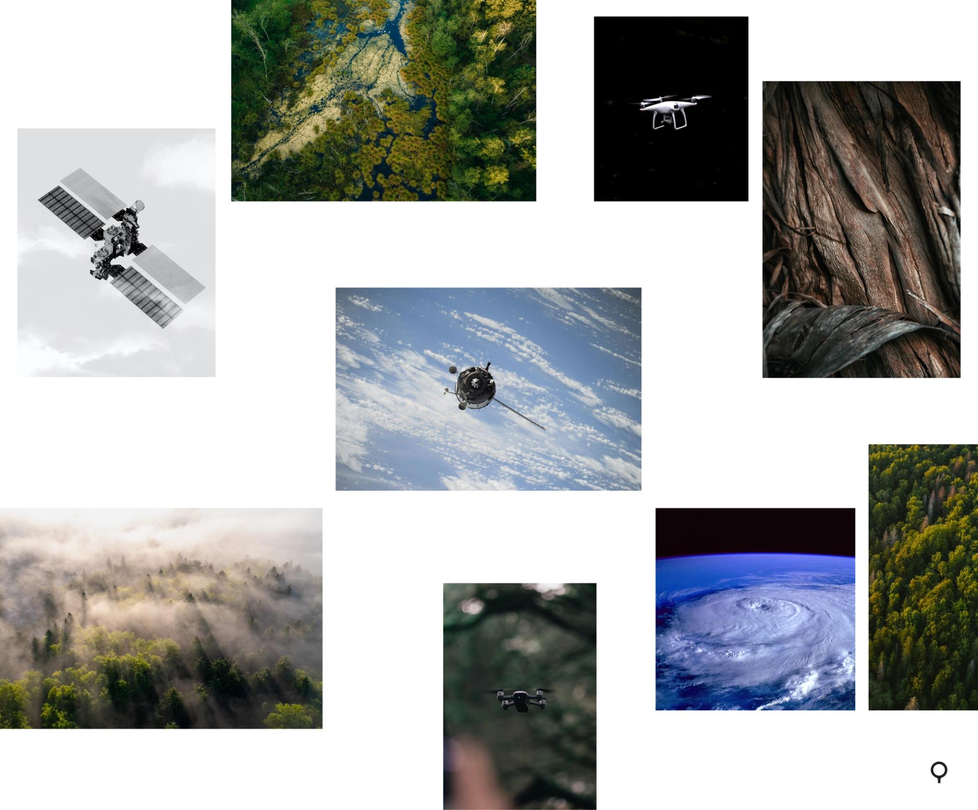 Treefera | Justified Studio