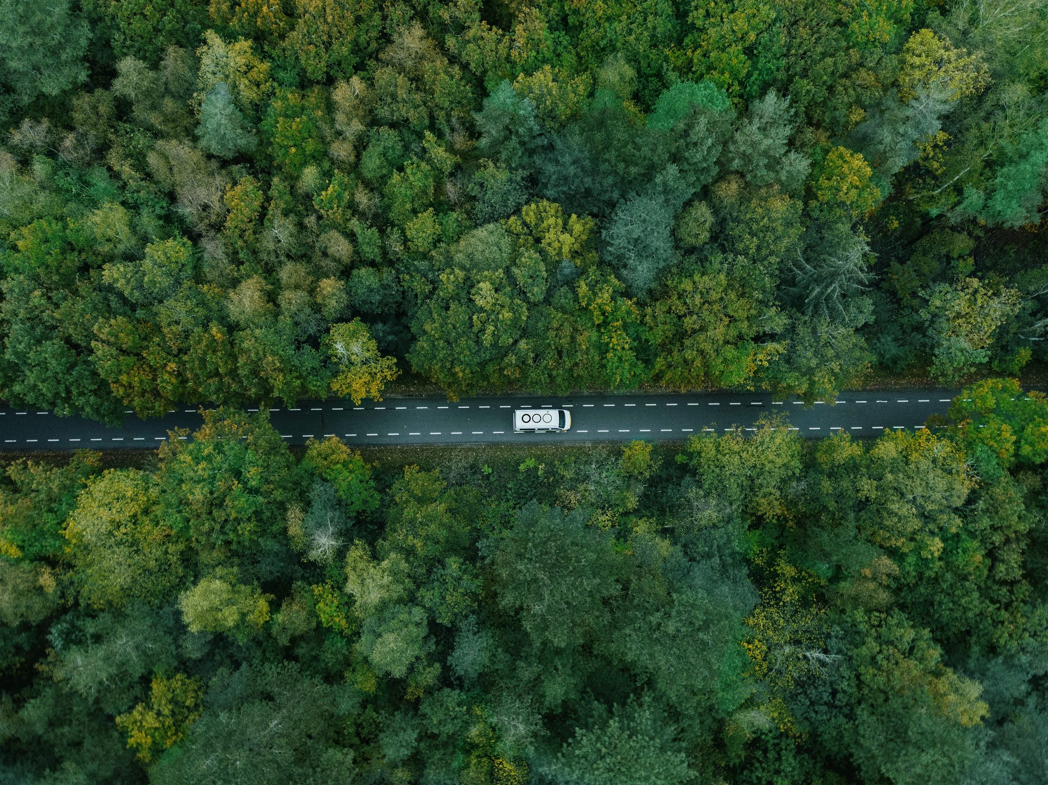 Treefera | Justified Studio