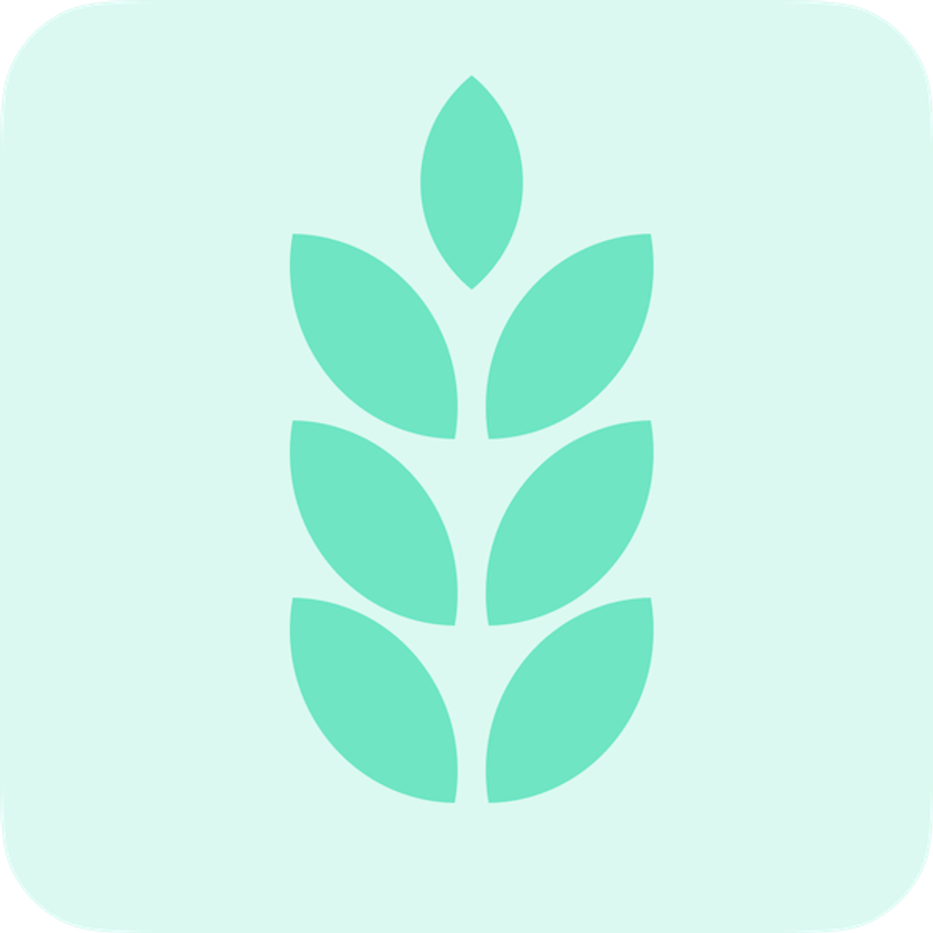 Pure Desi Ghee (1.6kg) | Brar's