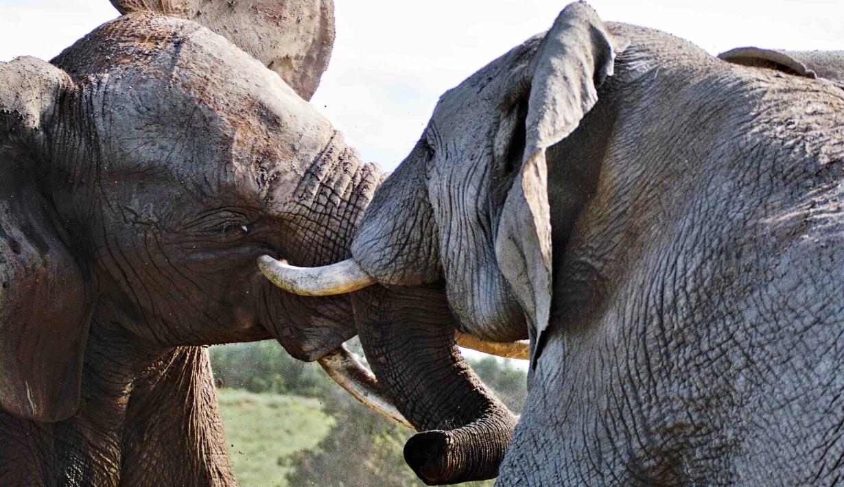 Collaboration Between Data Science and Data Engineering: True or False?