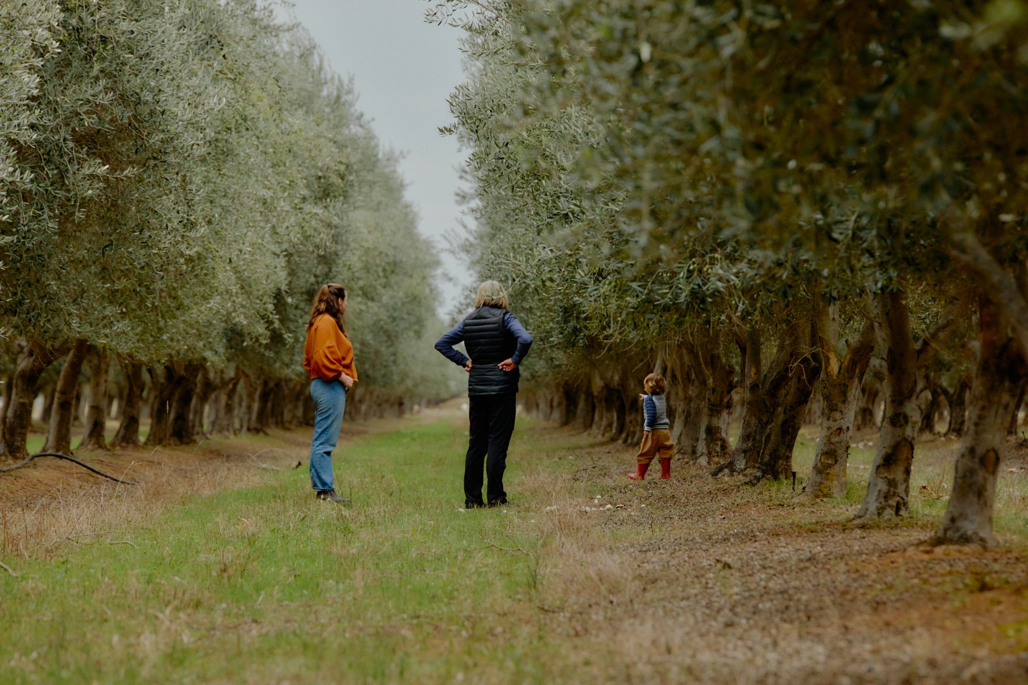 About us - Growing the best Australian EVOO