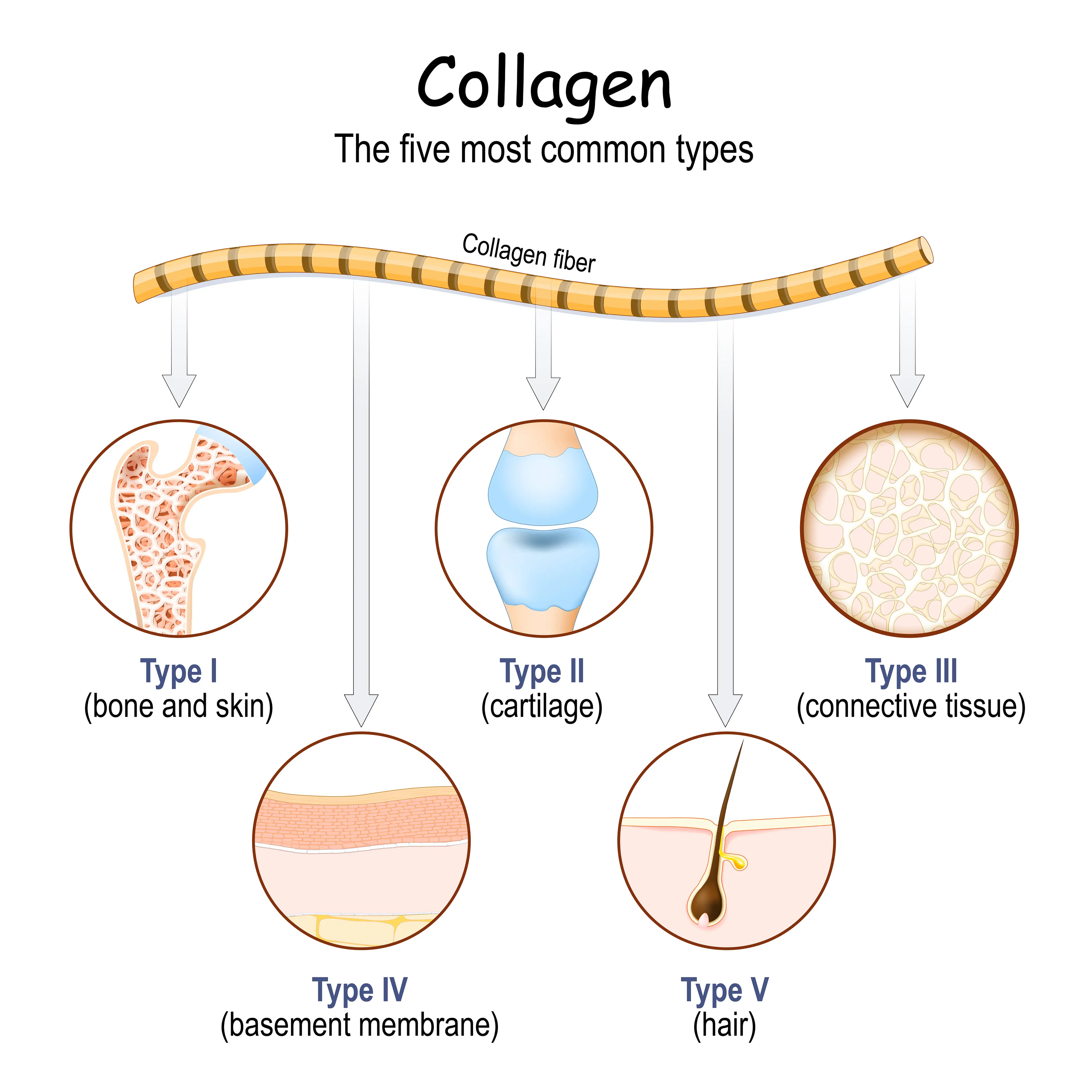 The Essentials of Collagen: A Cornerstone of Health and Wellness