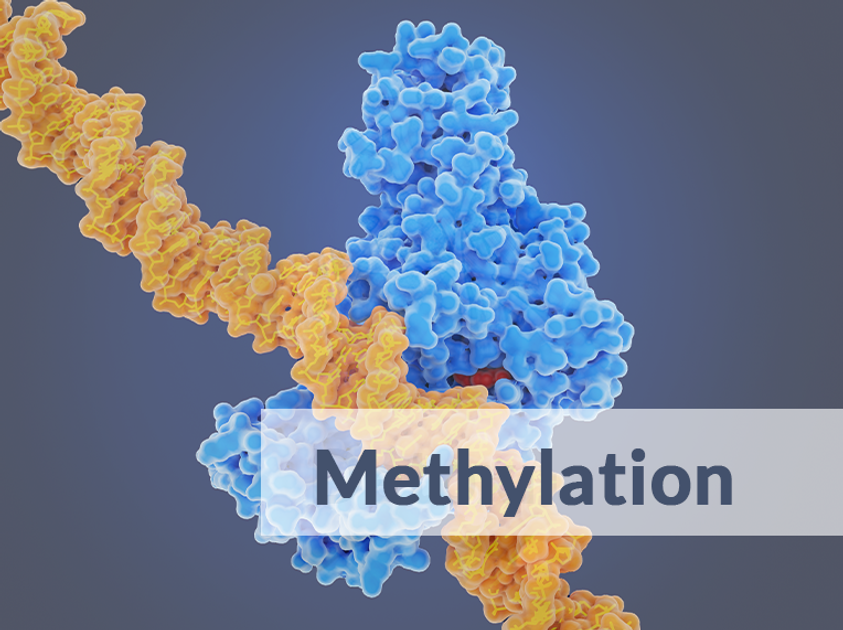Methylation