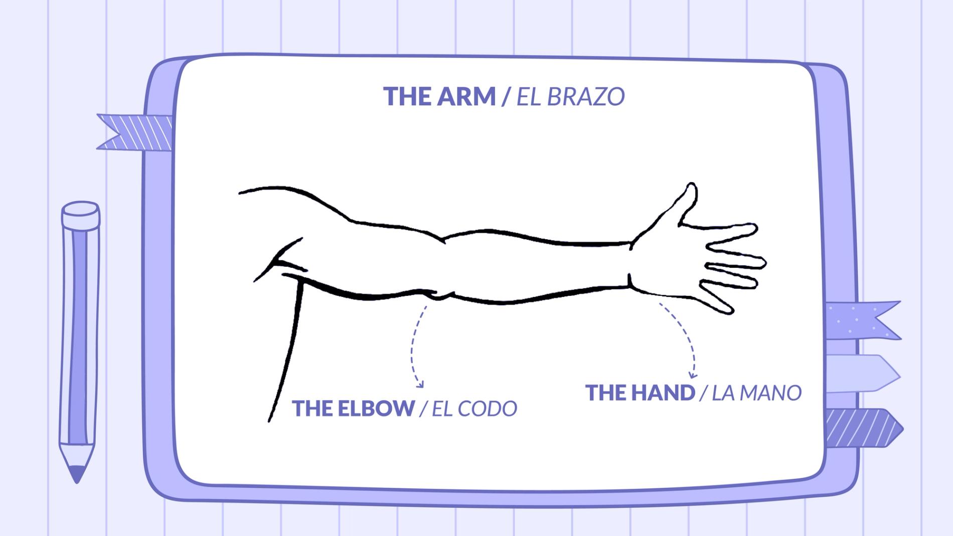 Body Parts in Spanish: The Only Guide You'll Need | Readle