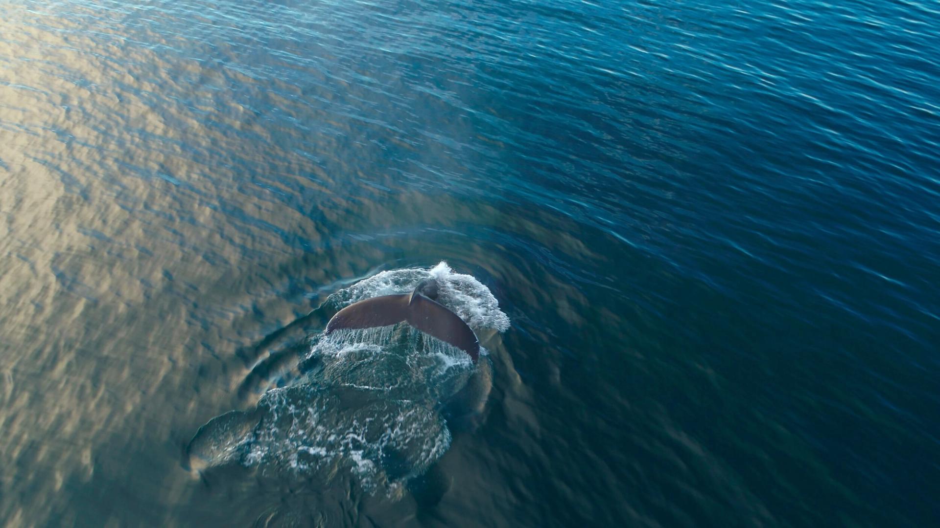 Family-friendly Whale Watching from Reykjavík with High Success Rate