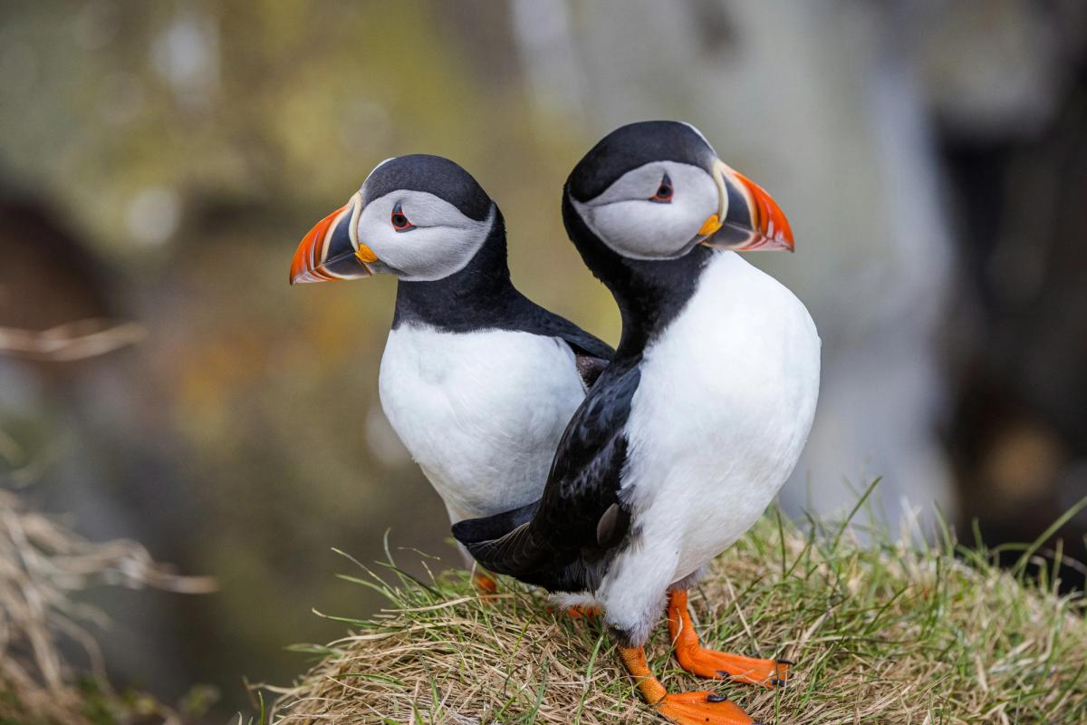 Birds in Iceland: Puffins, Seabirds, and Where to Find Them
