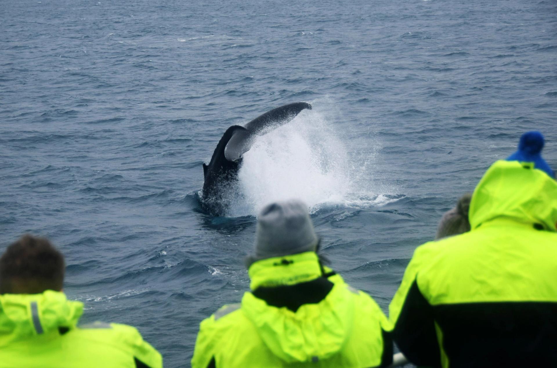 Family-friendly Whale Watching from Reykjavík with High Success Rate