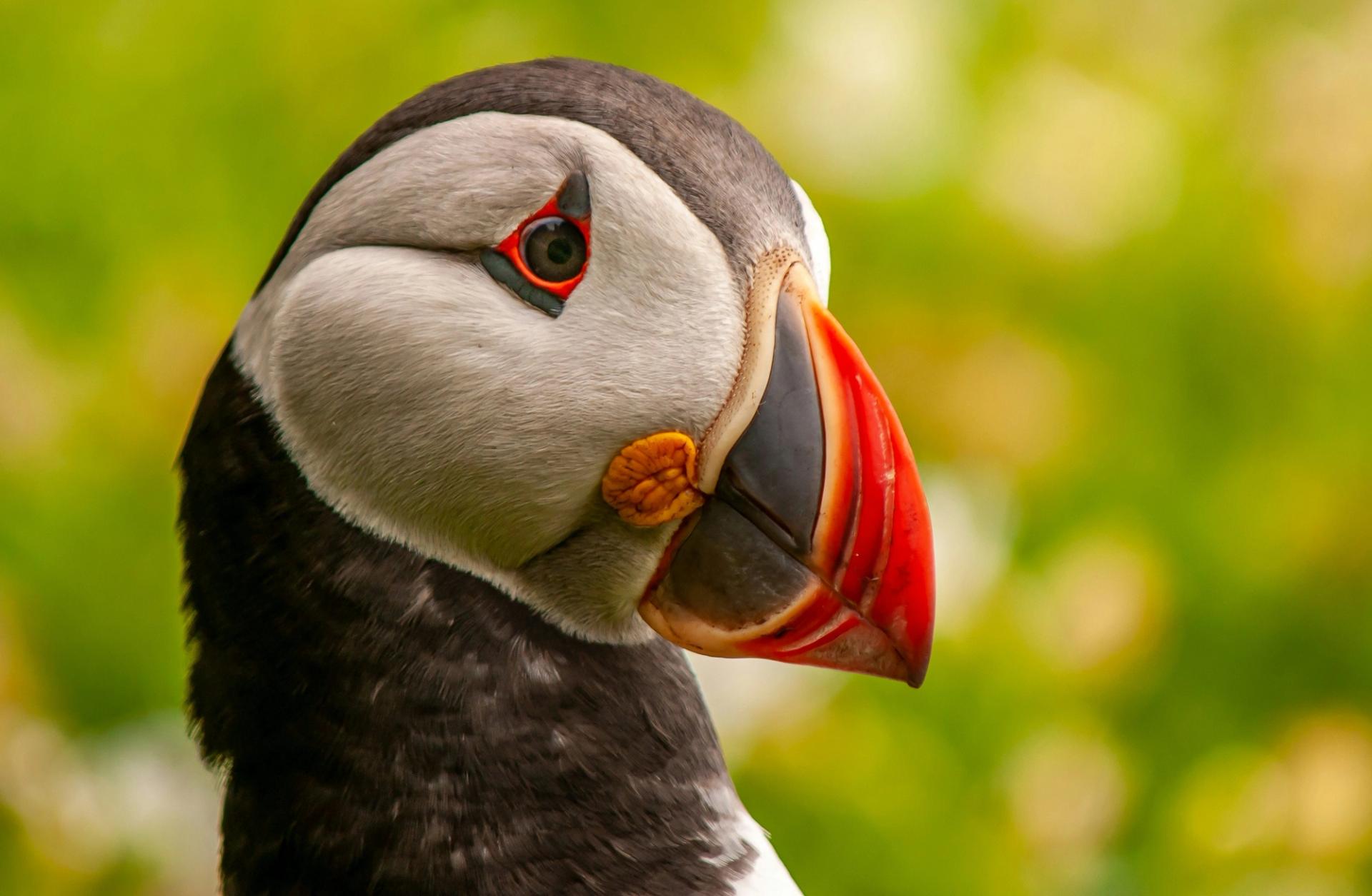 Top Spots to See Puffins in Iceland: Ultimate Guide