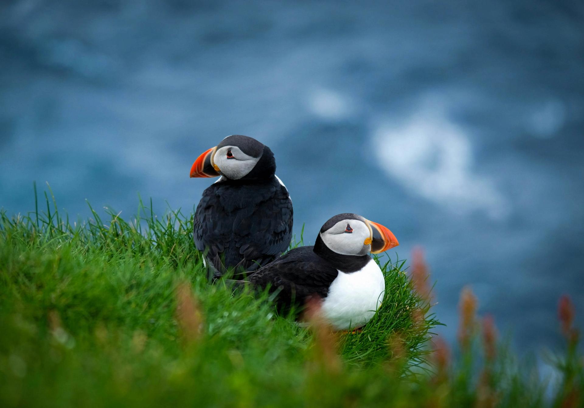 Top Spots to See Puffins in Iceland: Ultimate Guide