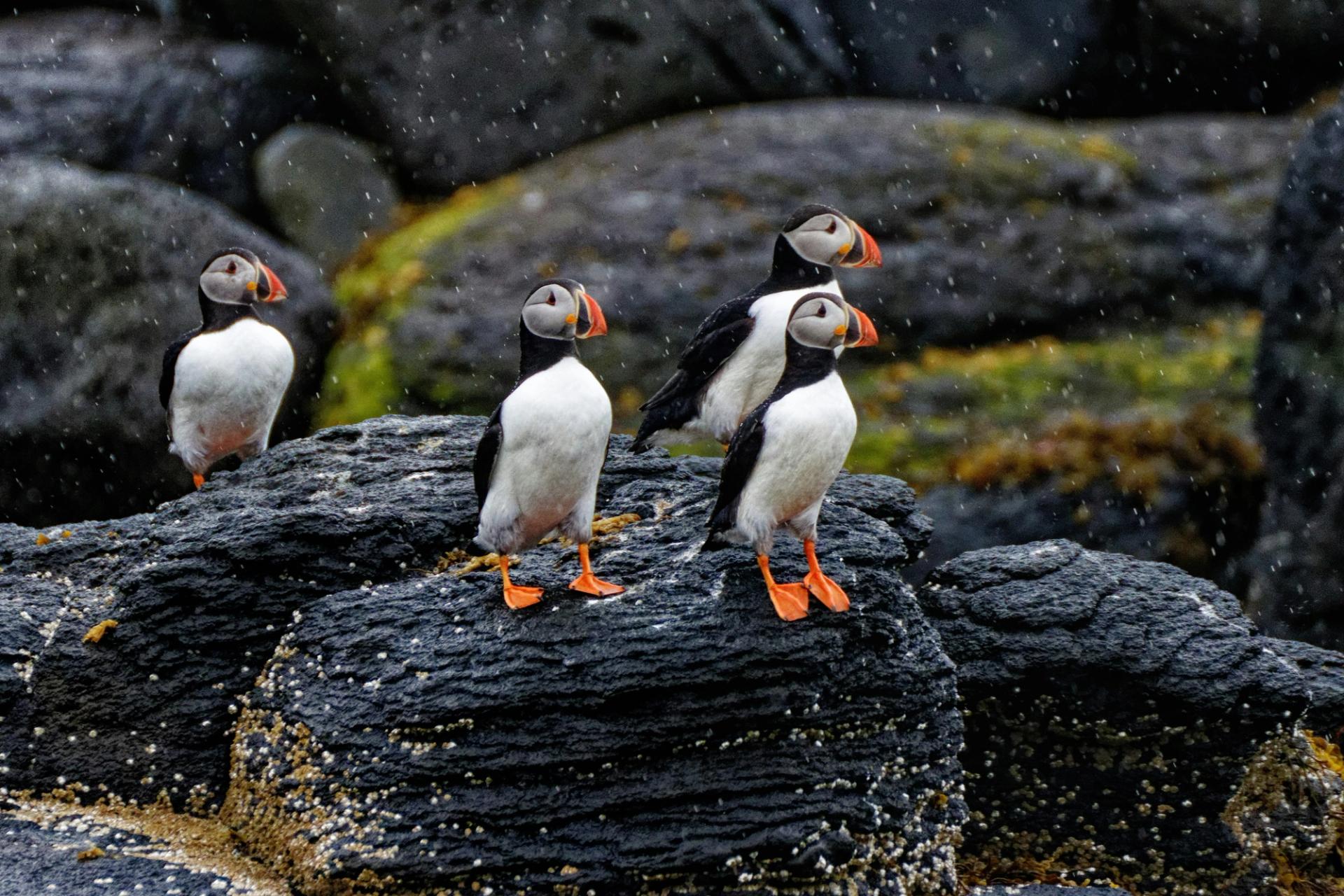Birds in Iceland: Puffins, Seabirds, and Where to Find Them