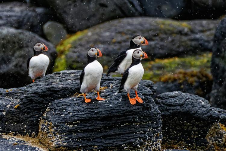 Birds in Iceland: Puffins, Seabirds, and Where to Find Them