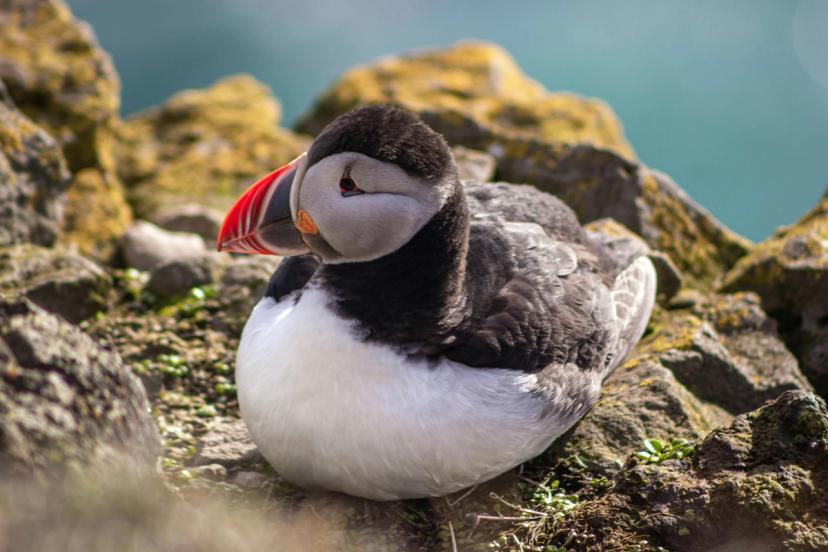 Birds in Iceland: Puffins, Seabirds, and Where to Find Them