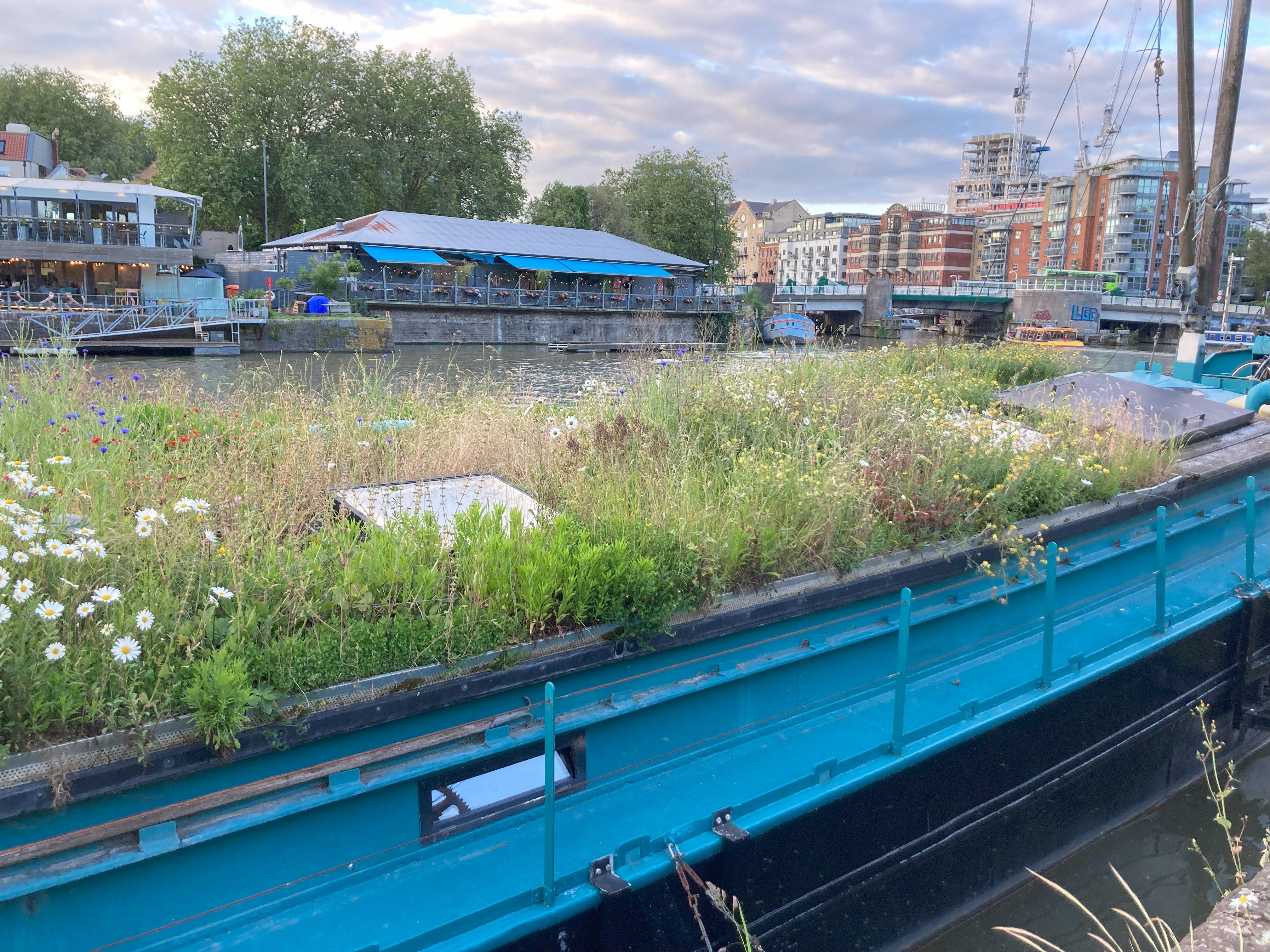 Planting a green roof on a dutch barge. Greenwashing? | Sam Cheetham ...