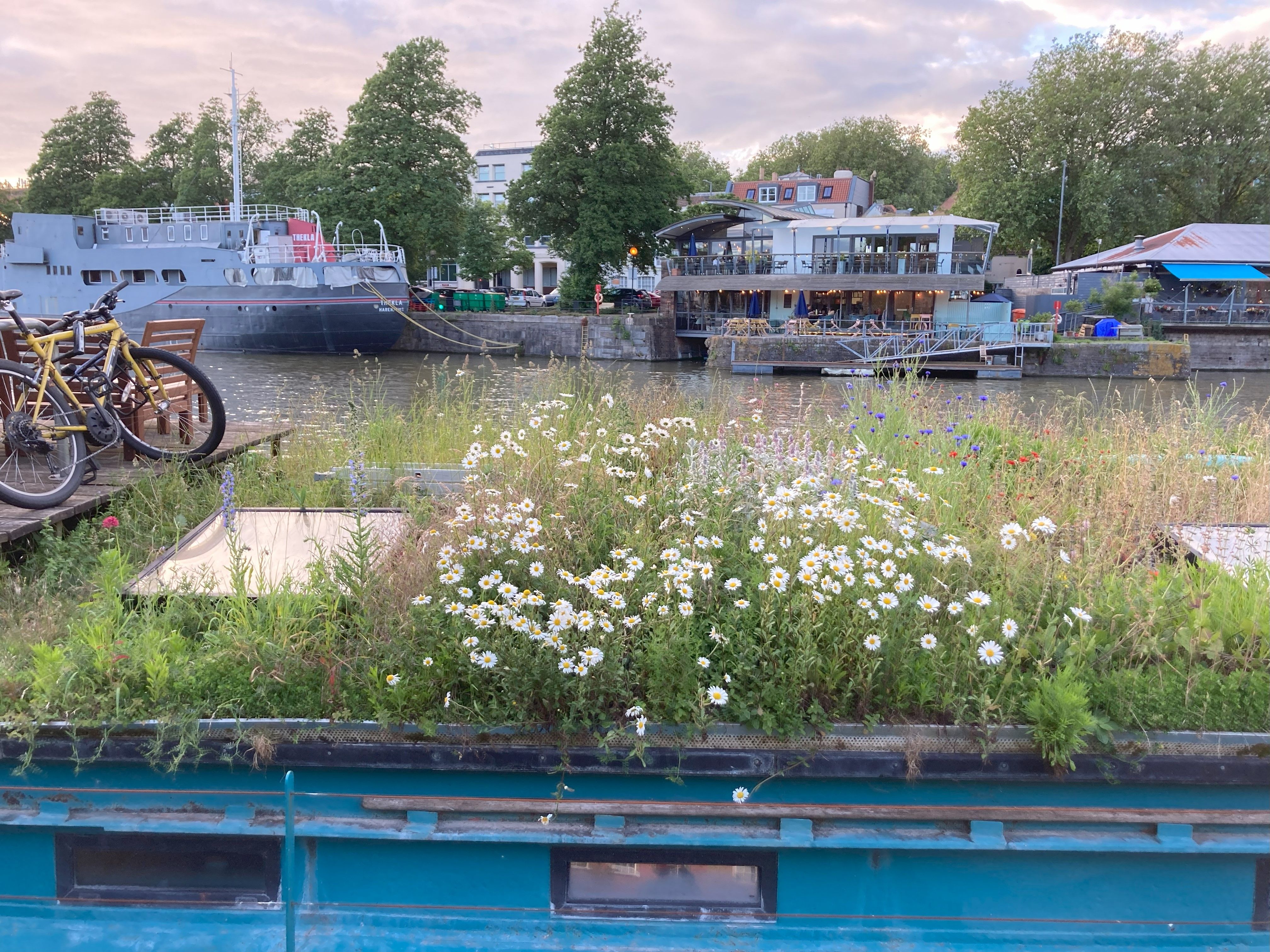 Planting a green roof on a dutch barge. Greenwashing? | Sam Cheetham ...