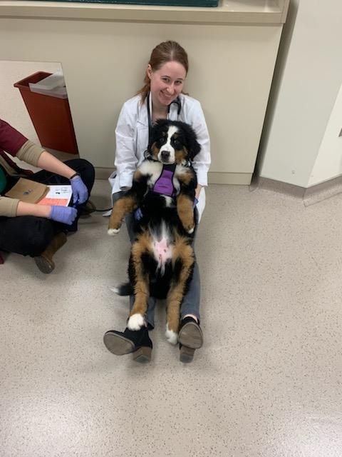 Las Vegas Veterinary Specialty Center | Greater Las Vegas, LVVSC