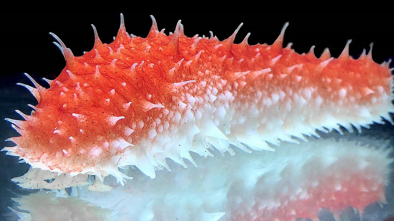 How Norwegian sea cucumber can conquer the world | Business Norway