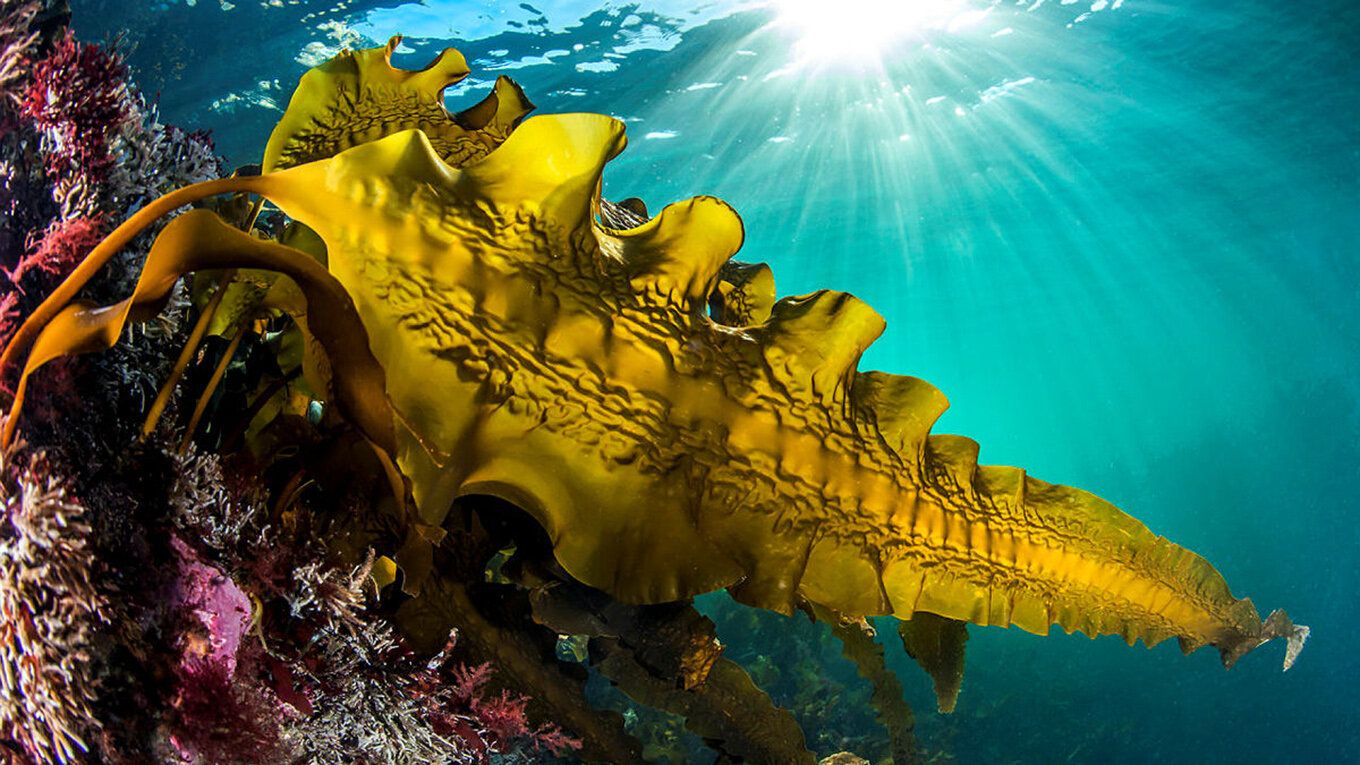 Aquaculture: Growing sustainable seafood with ocean farming