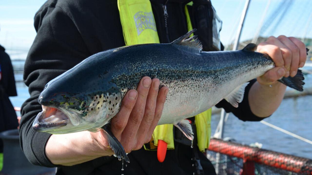 Fishency Innovation’s 360-degree imaging controls spread of sea lice ...
