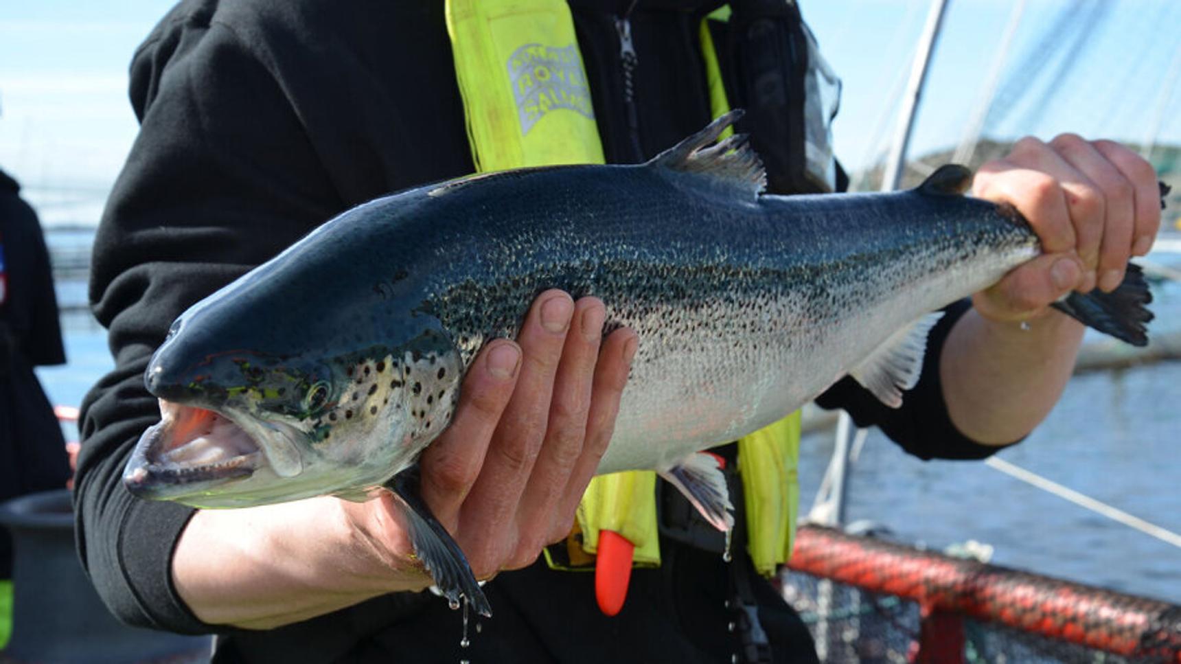 Fishency Innovation’s 360-degree imaging controls spread of sea lice ...