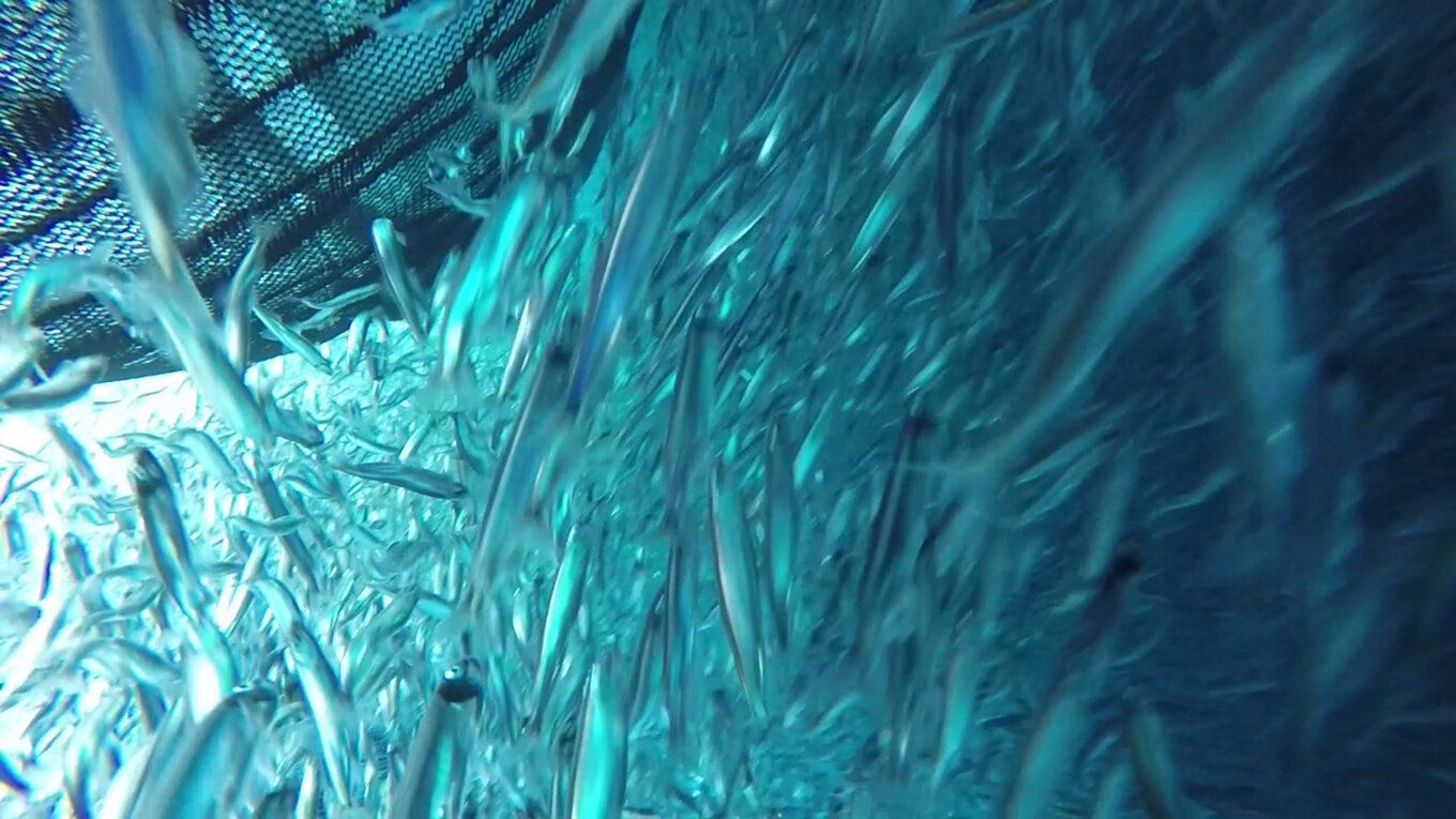 Six times more food from the ocean | Business Norway