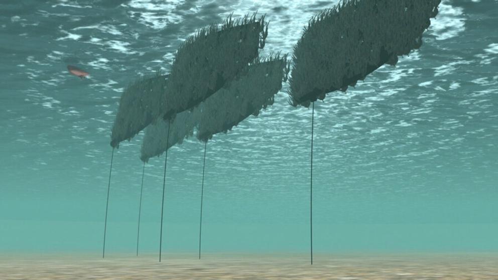 Seaweed Solutions industrial-scale offshore seaweed cultivation ...