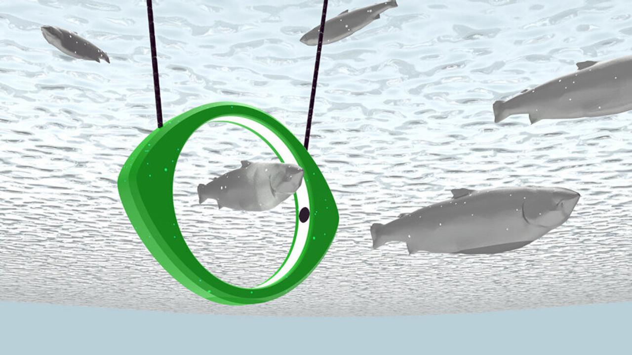 CreateView’s AI-driven image sensors promote fish welfare in aquaculture