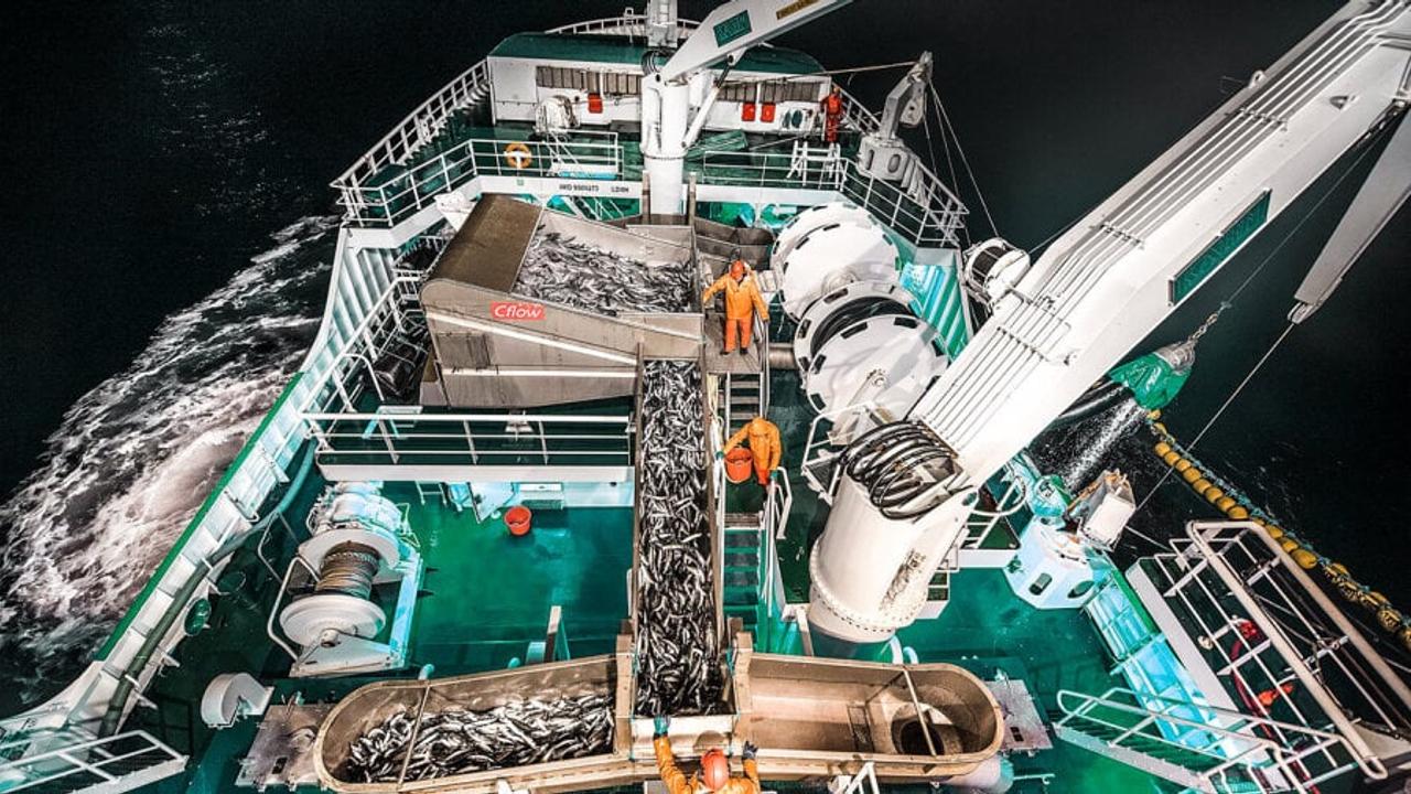 Cflow improves fish welfare with gentle fish handling