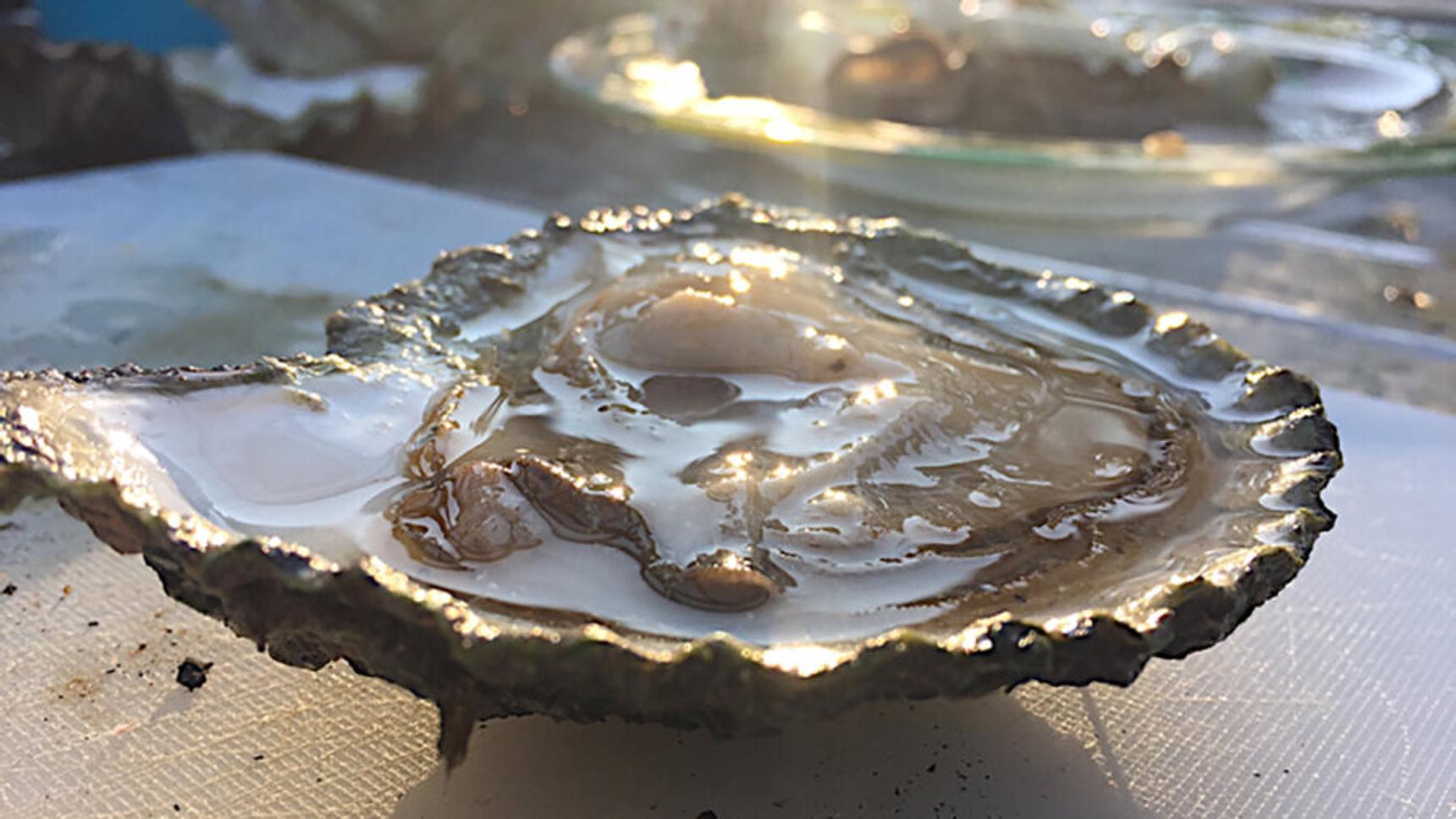 Norwegian seafood is changing the world, where you least expect it