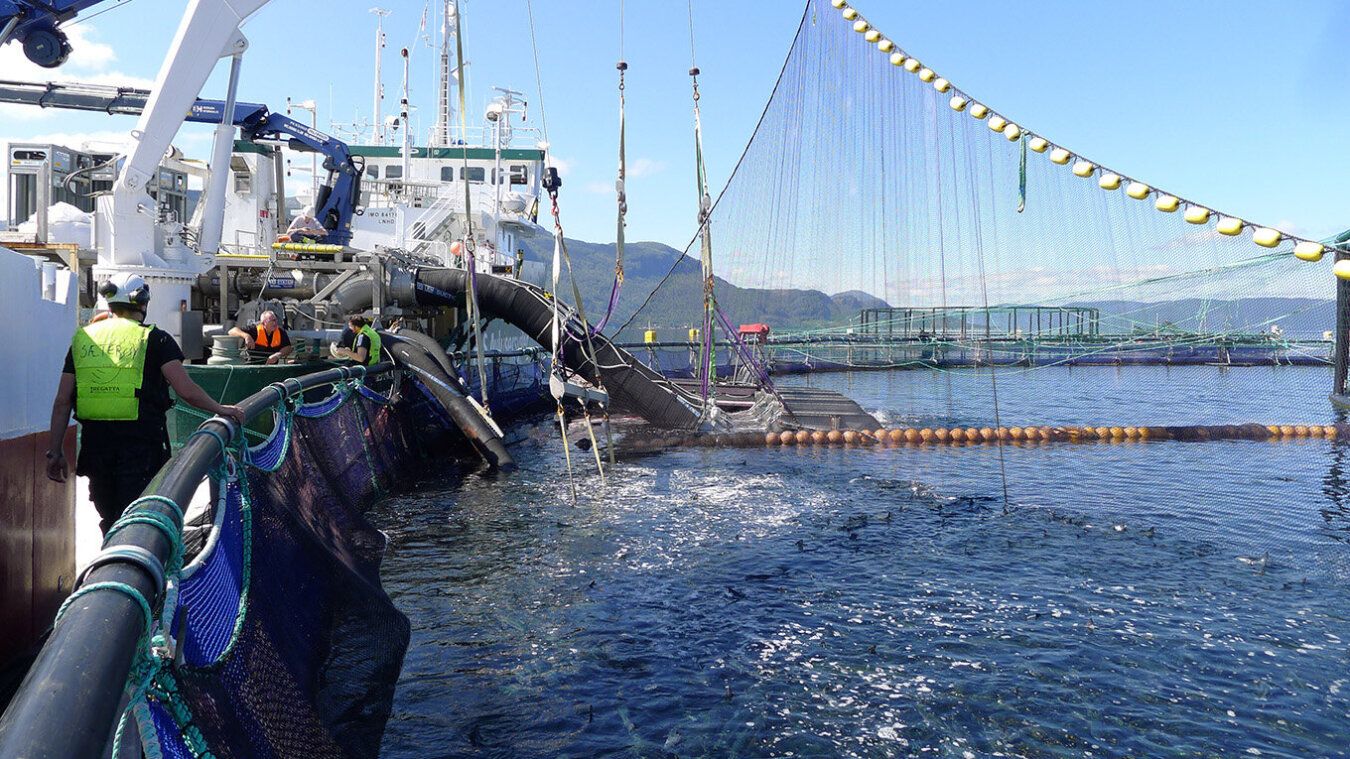 FLS Delouser uses seawater at seawater temperature | Business Norway