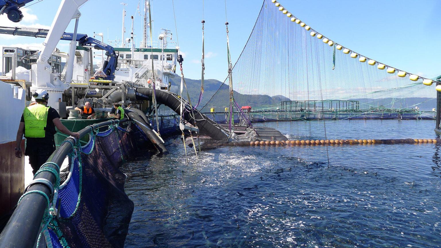 FLS Delouser uses seawater at seawater temperature