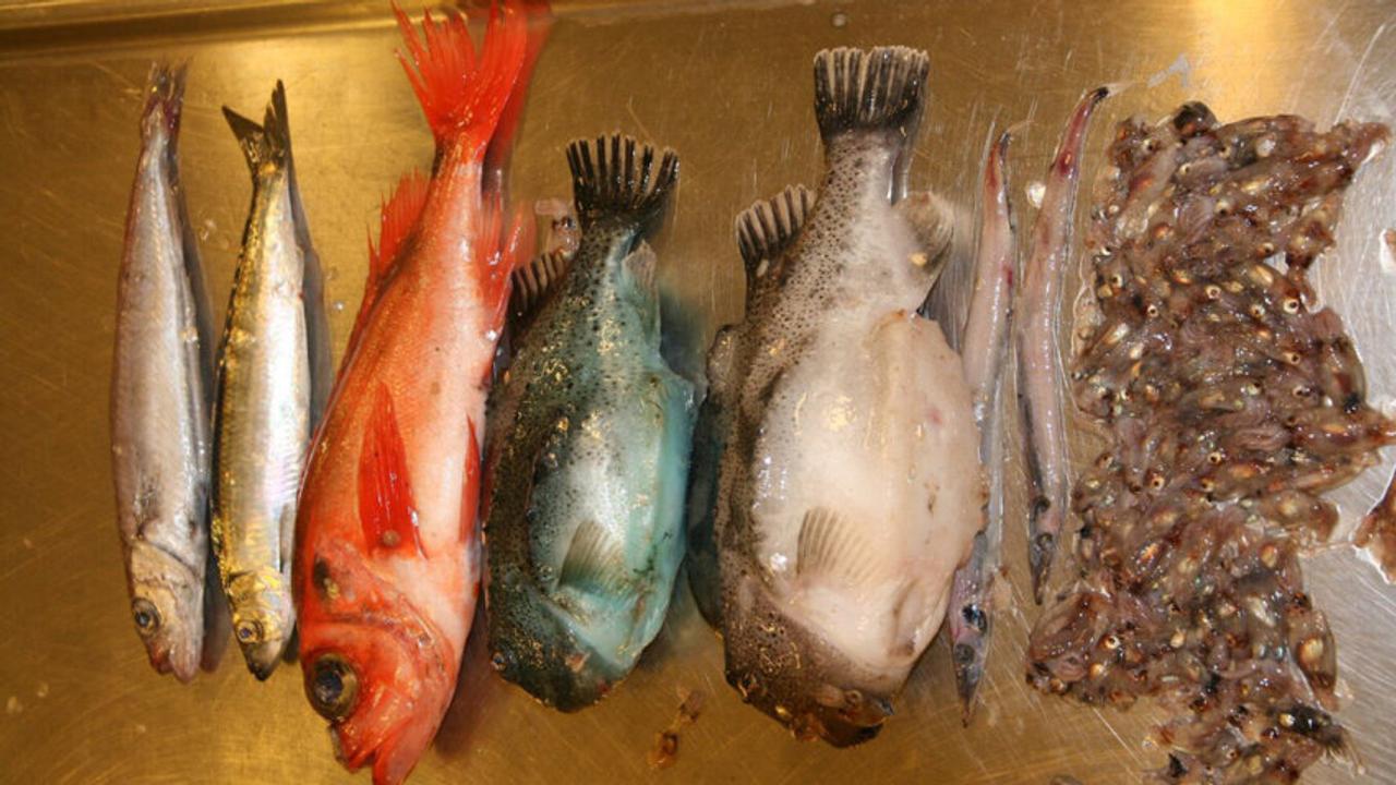 Six times more food from the ocean | Business Norway