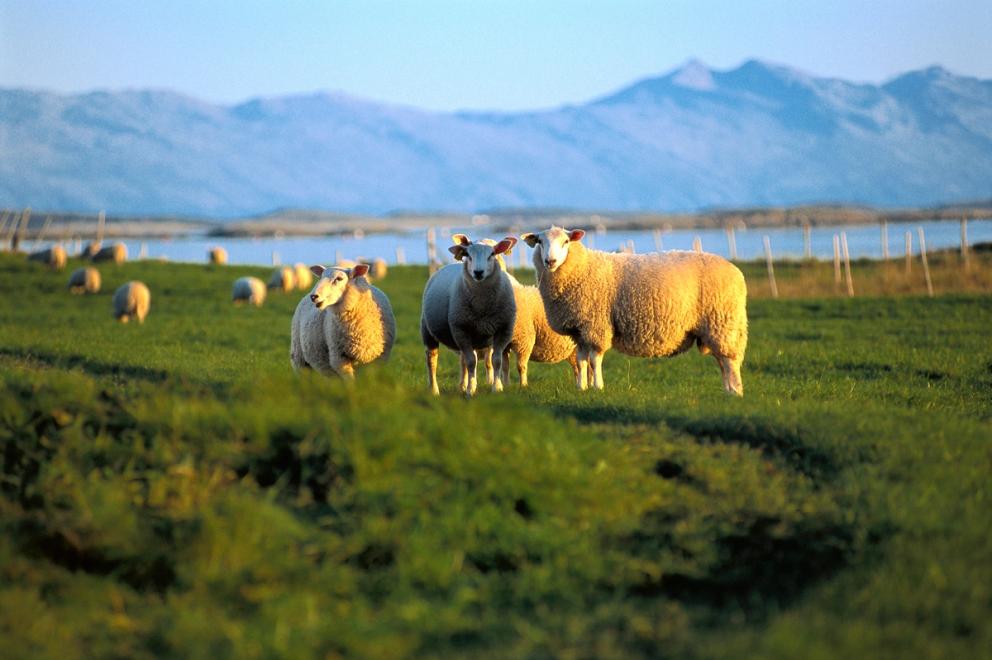 Norway is built on nature | Business Norway