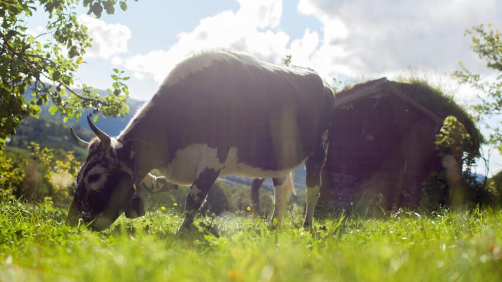 Nofence offers the world’s first virtual fence for grazing animals ...