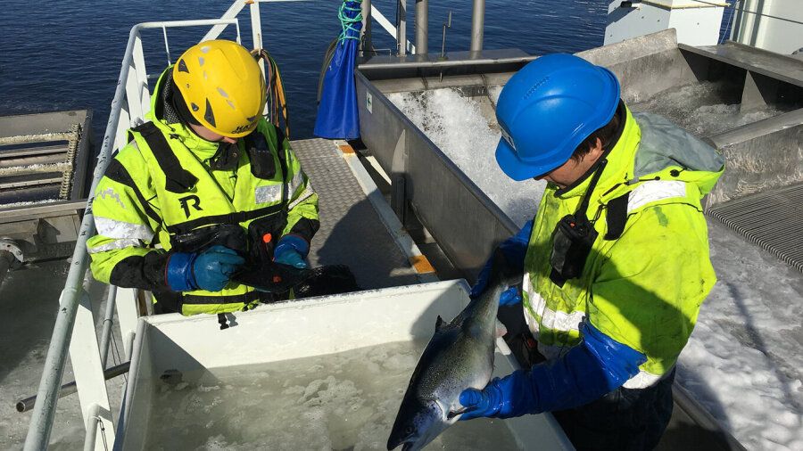 Anteo's app monitors fish welfare during delousing