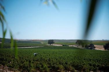 Saga Robotics’ autonomous robot Thorvald transforms global agriculture ...