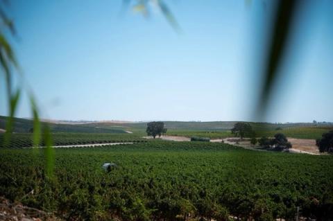 Saga Robotics’ autonomous robot Thorvald transforms global agriculture ...