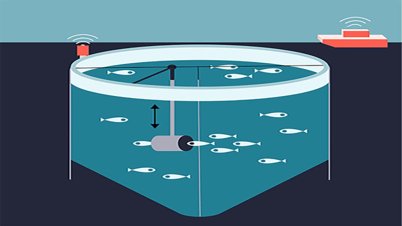 Fishency Innovation’s 360-degree imaging controls spread of sea lice ...