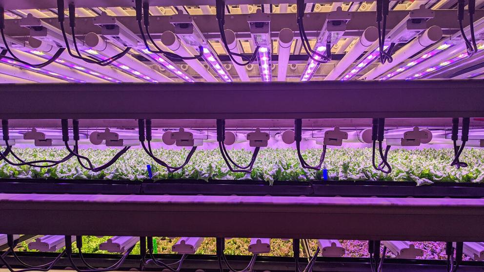 Intravision’s high-tech vertical farming saves the planet’s resources