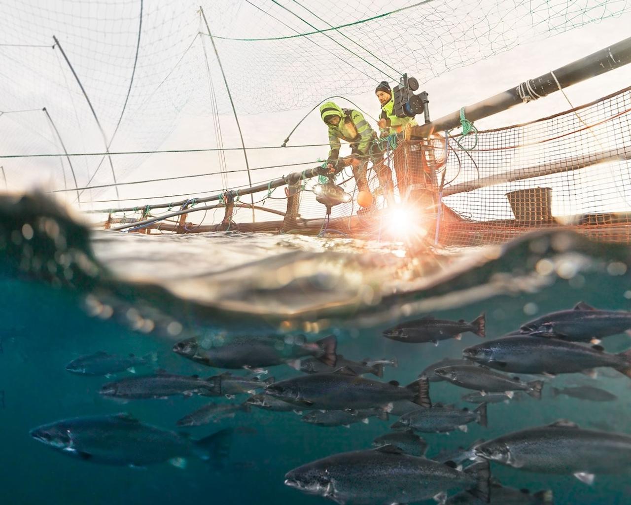 Aquabyte empowers fish farmers with data-driven insights