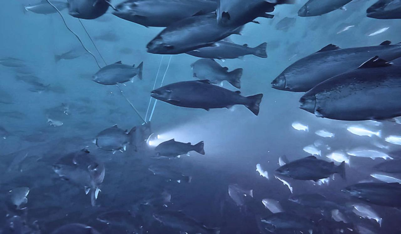 OptoScale aquaculture technology: Made in Norway | Business Norway