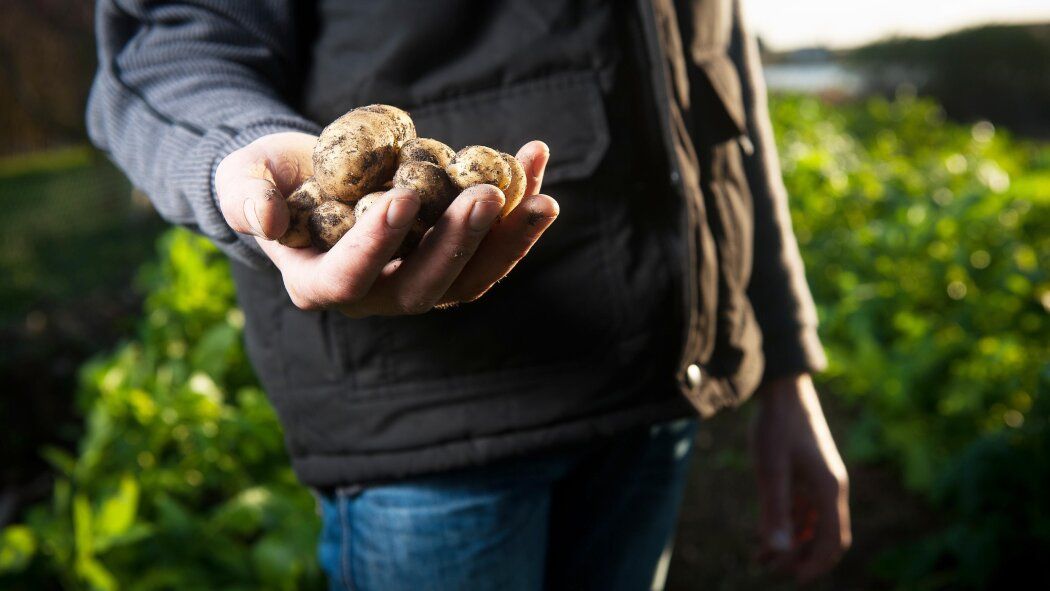 Mimiro digital farming tools increase productivity | Business Norway