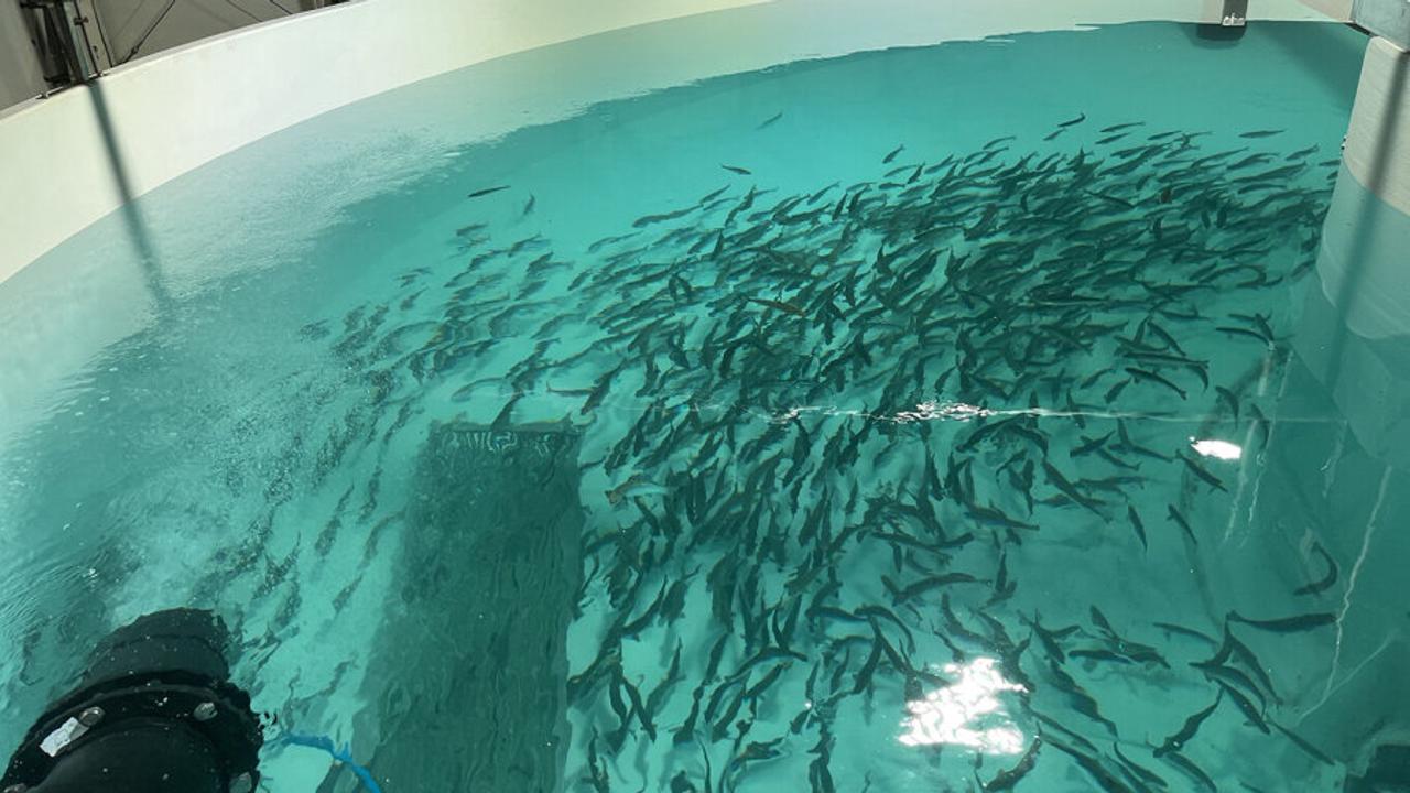 EcoFishCircle reduces land-based aquaculture’s carbon footprint ...