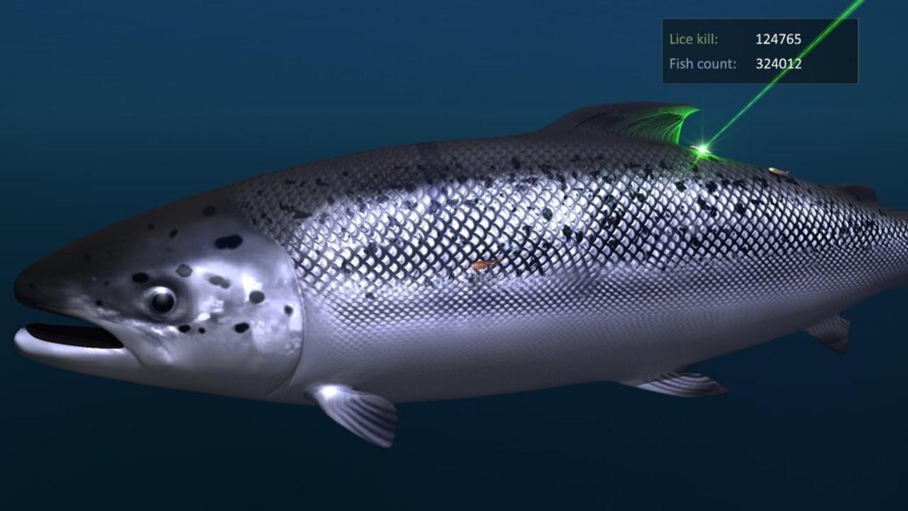 Stingray controls parasites in fish farms with machine vision and laser ...