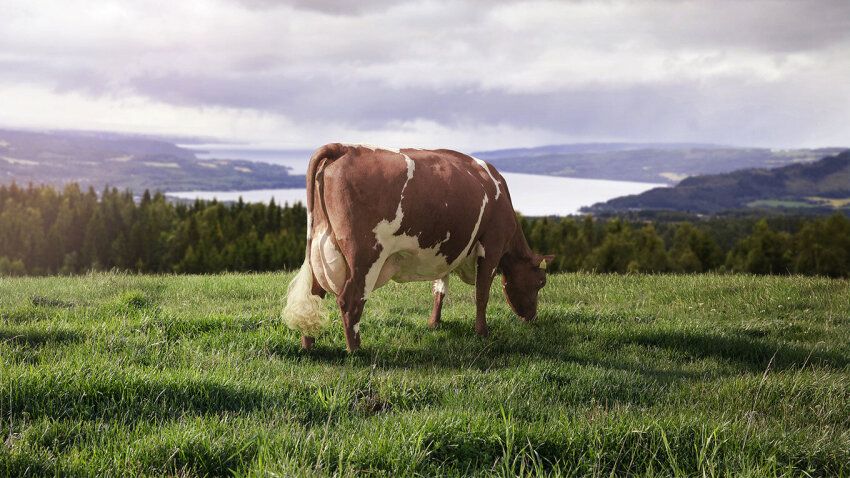 Geno Improves Cattle Health And Fertility With Innovative Breeding