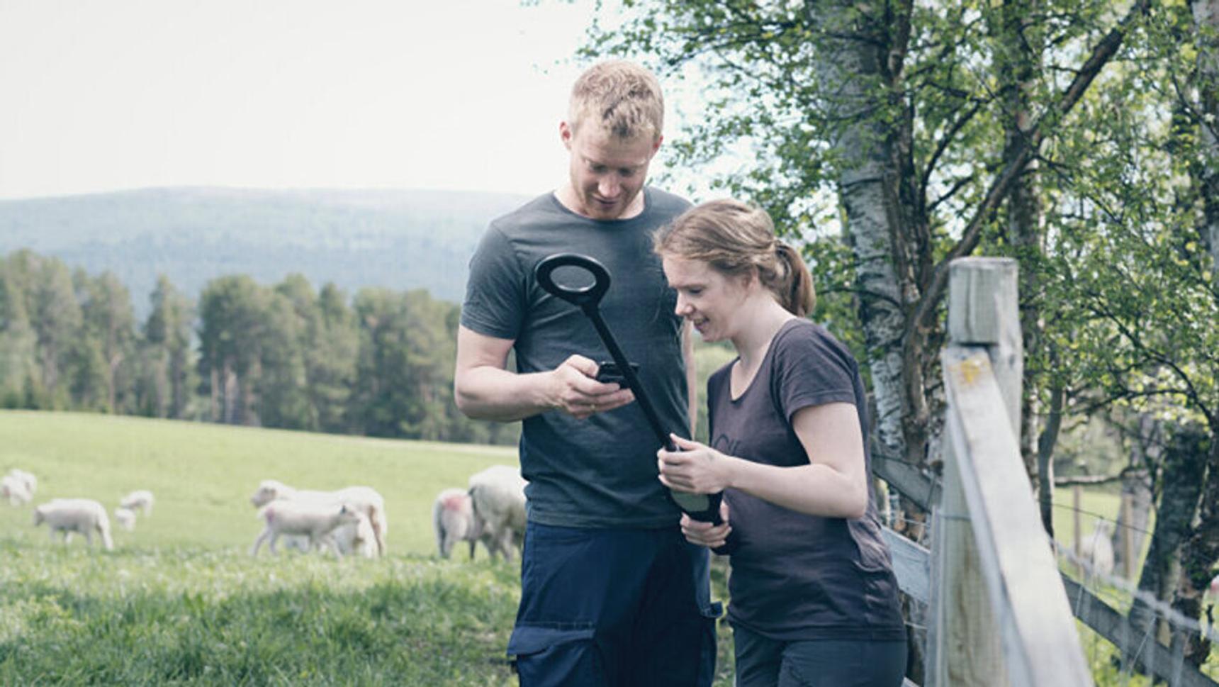 OS ID intelligent livestock identification for better farm management